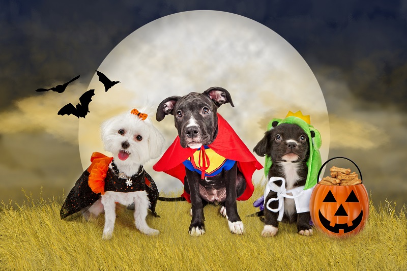 Five Tips To Keep Your Pet Safe This October | Sunny Hills Veterinary ...