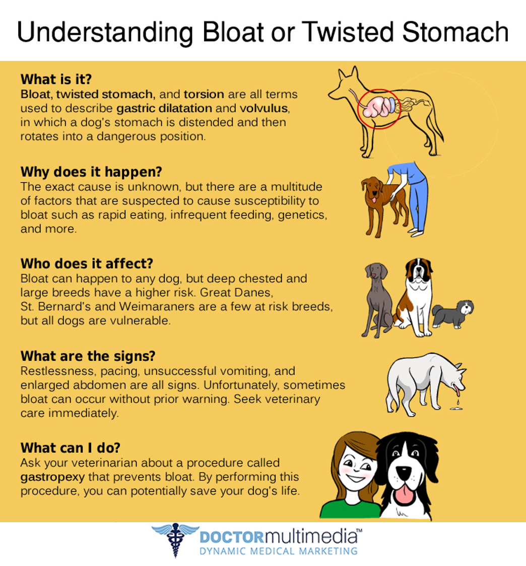 What is Bloat GDV? | Sunny Hills Veterinary Hospital